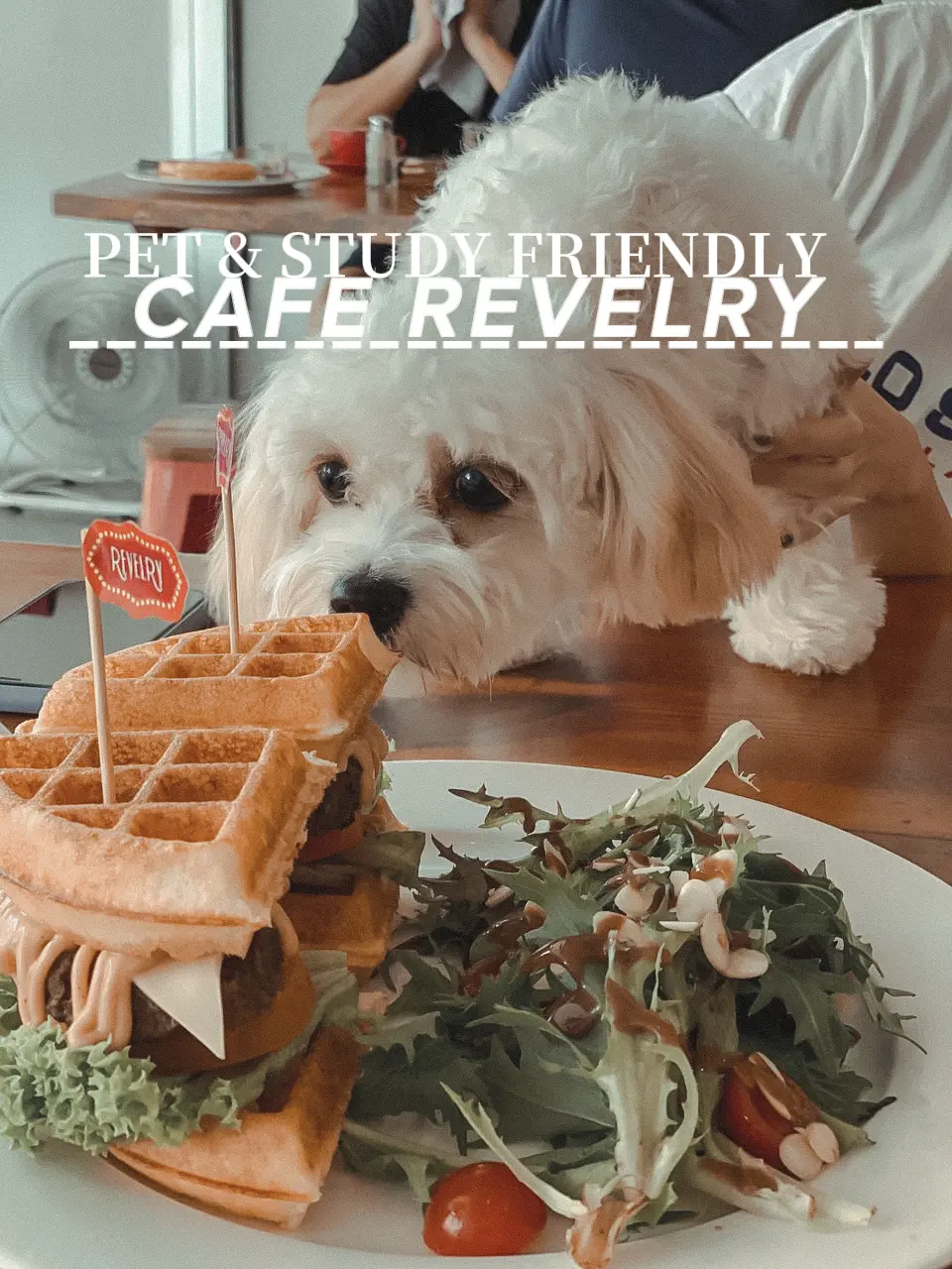 Pet friendly & study friendly cafe: Revelry | Gallery posted by Nicole ...