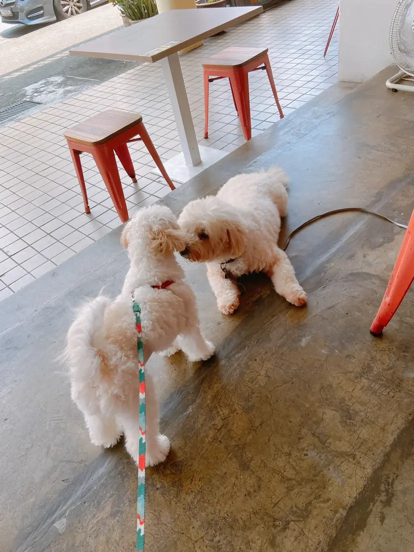 Pet friendly & study friendly cafe: Revelry | Gallery posted by Nicole ...