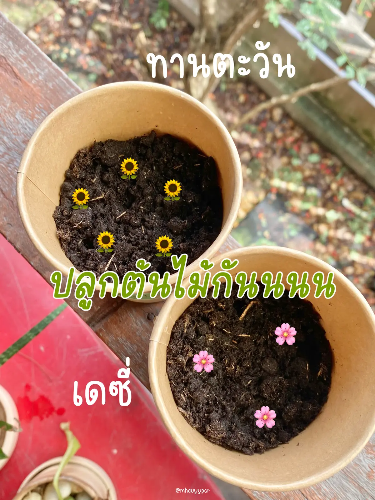 ปลูกดอกไม้ 🌻 แกลเลอรีที่โพสต์โดย Mhauyypcr Lemon8