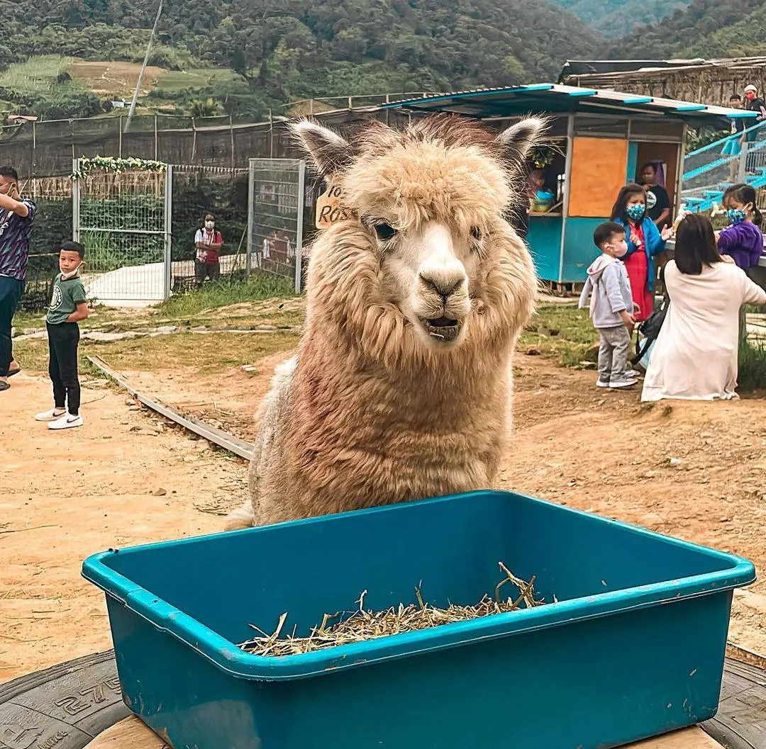 🤩 Petting zoo dekat Kundasang📍 Alpaca Club Sabah | Galeri disiarkan ...