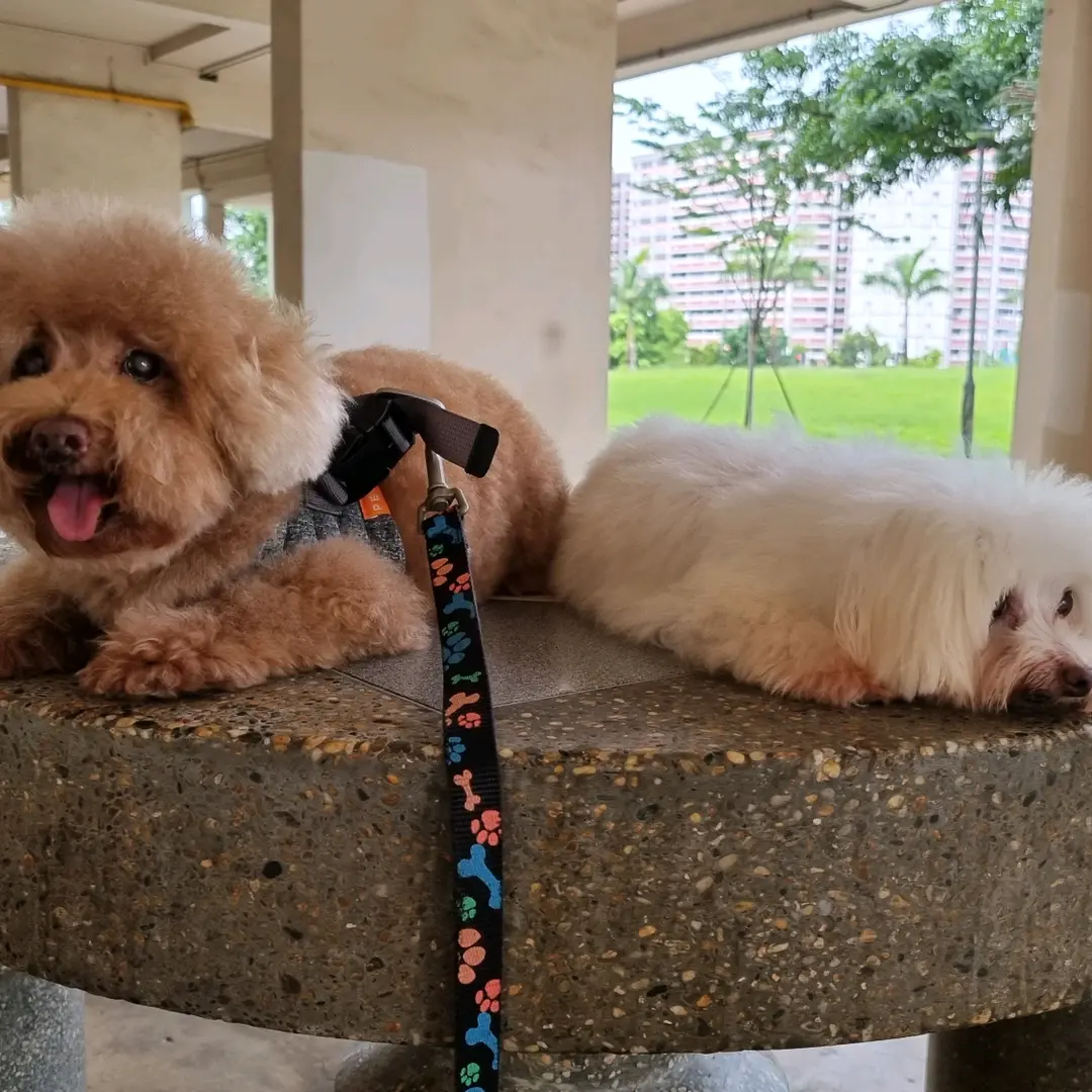 Tan Chen's Post|Lemon8