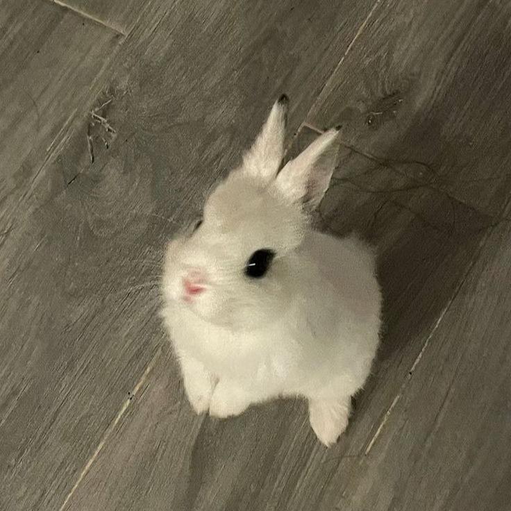 โพสต์ ของ rabbit|Lemon8