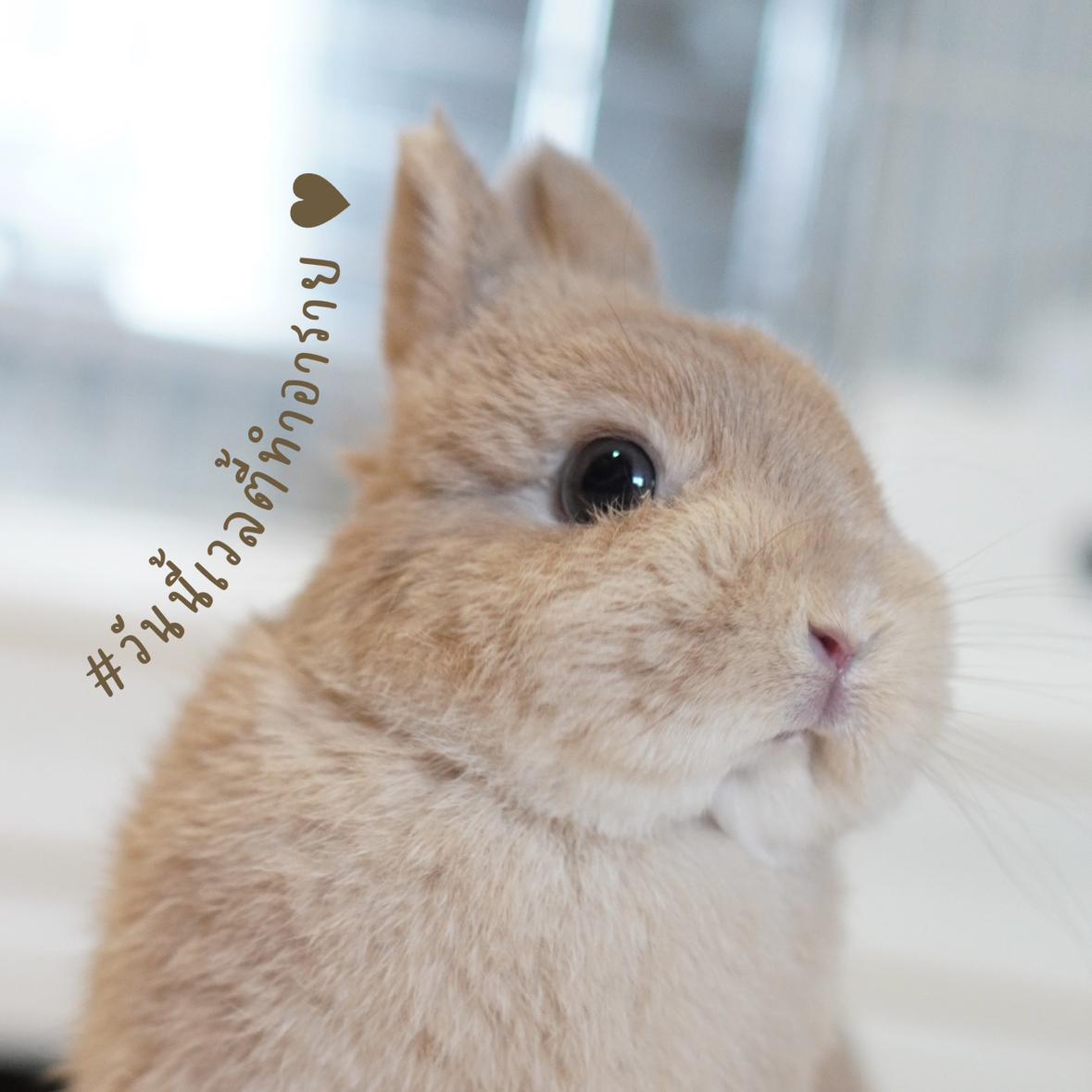 โพสต์ ของ Wealthy Rabbit|Lemon8