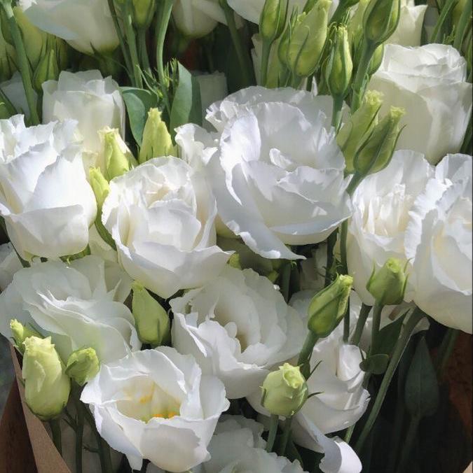 โพสต์ ของ pp.pee|Lemon8