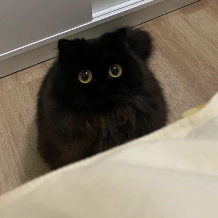 โพสต์ ของ ppppppp|Lemon8