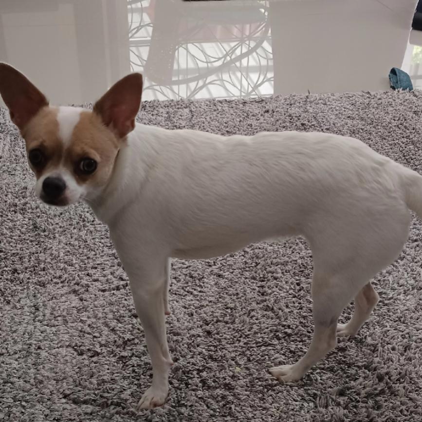 โพสต์ ของ koi margarita|Lemon8