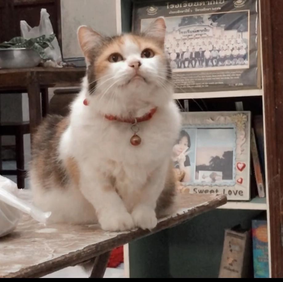 โพสต์ ของ Cheeky.chic|Lemon8