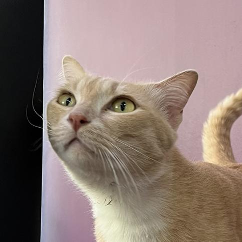 โพสต์ ของ Bowie🍟|Lemon8