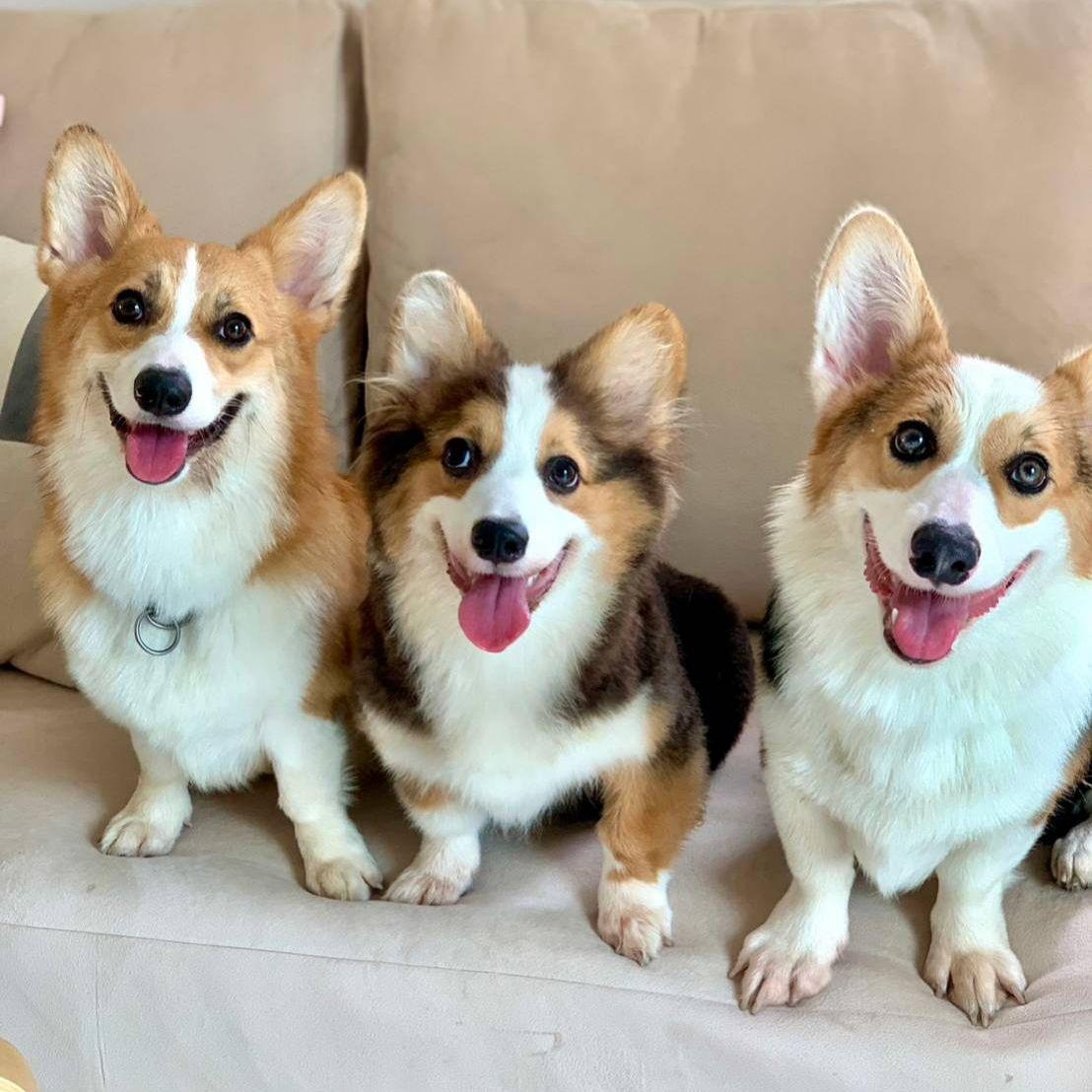 aster.corgi's Post|Lemon8