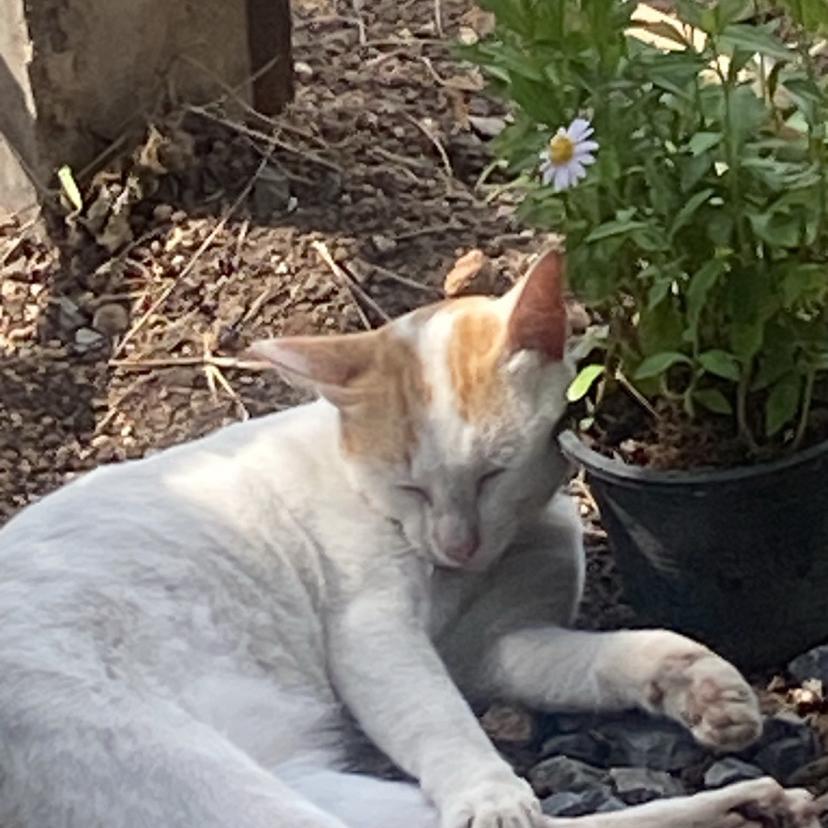 โพสต์ ของ KHAO |Lemon8