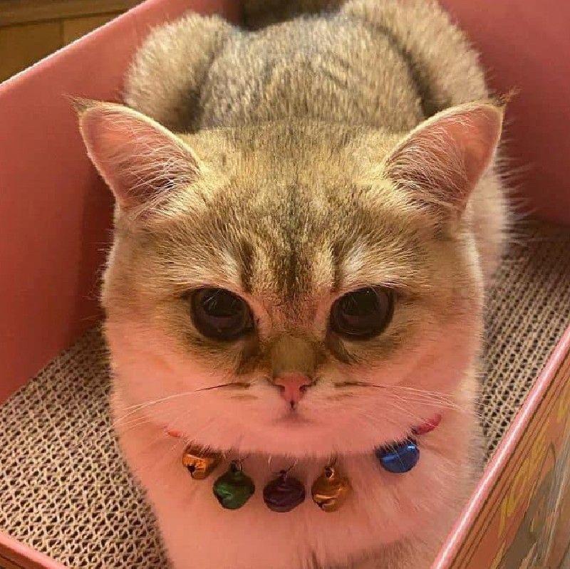 โพสต์ ของ Aya|Lemon8