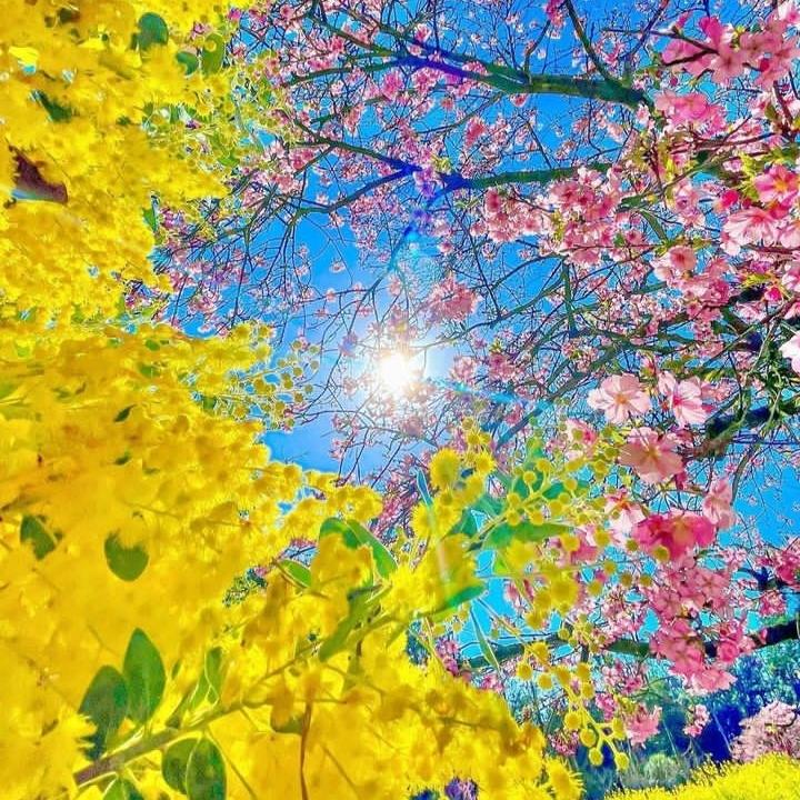 Posting The Pom Pom|Lemon8