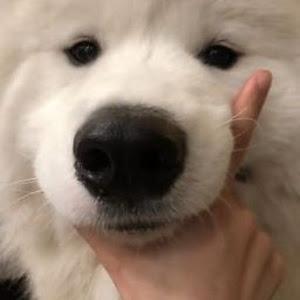 โพสต์ ของ chicky|Lemon8