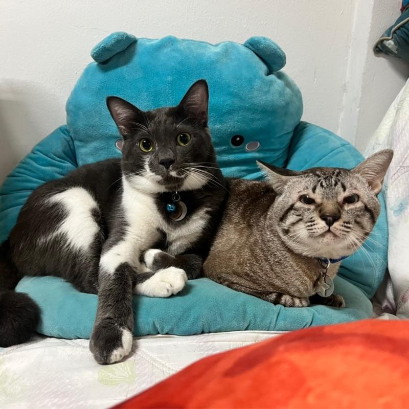 โพสต์ ของ •.★*…Dèvil...*★|Lemon8