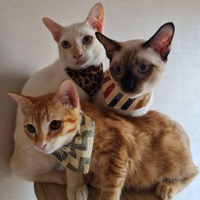 mameow's Post|Lemon8