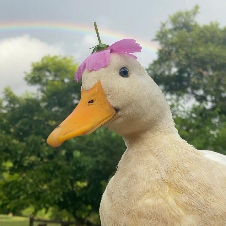 โพสต์ ของ Ormin|Lemon8