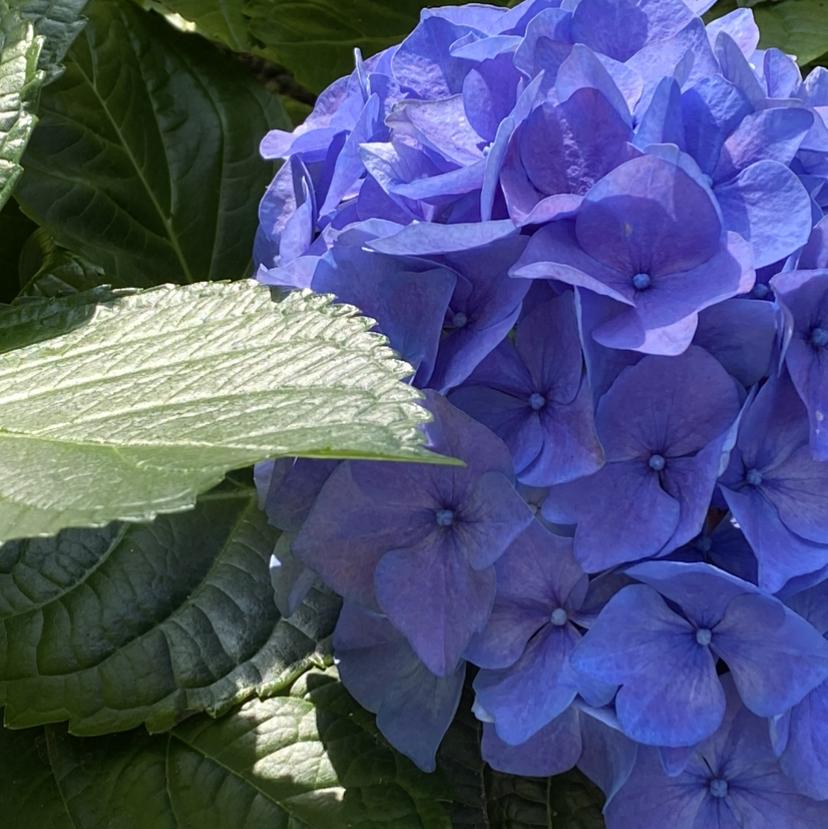 โพสต์ ของ Gusuma Homon|Lemon8