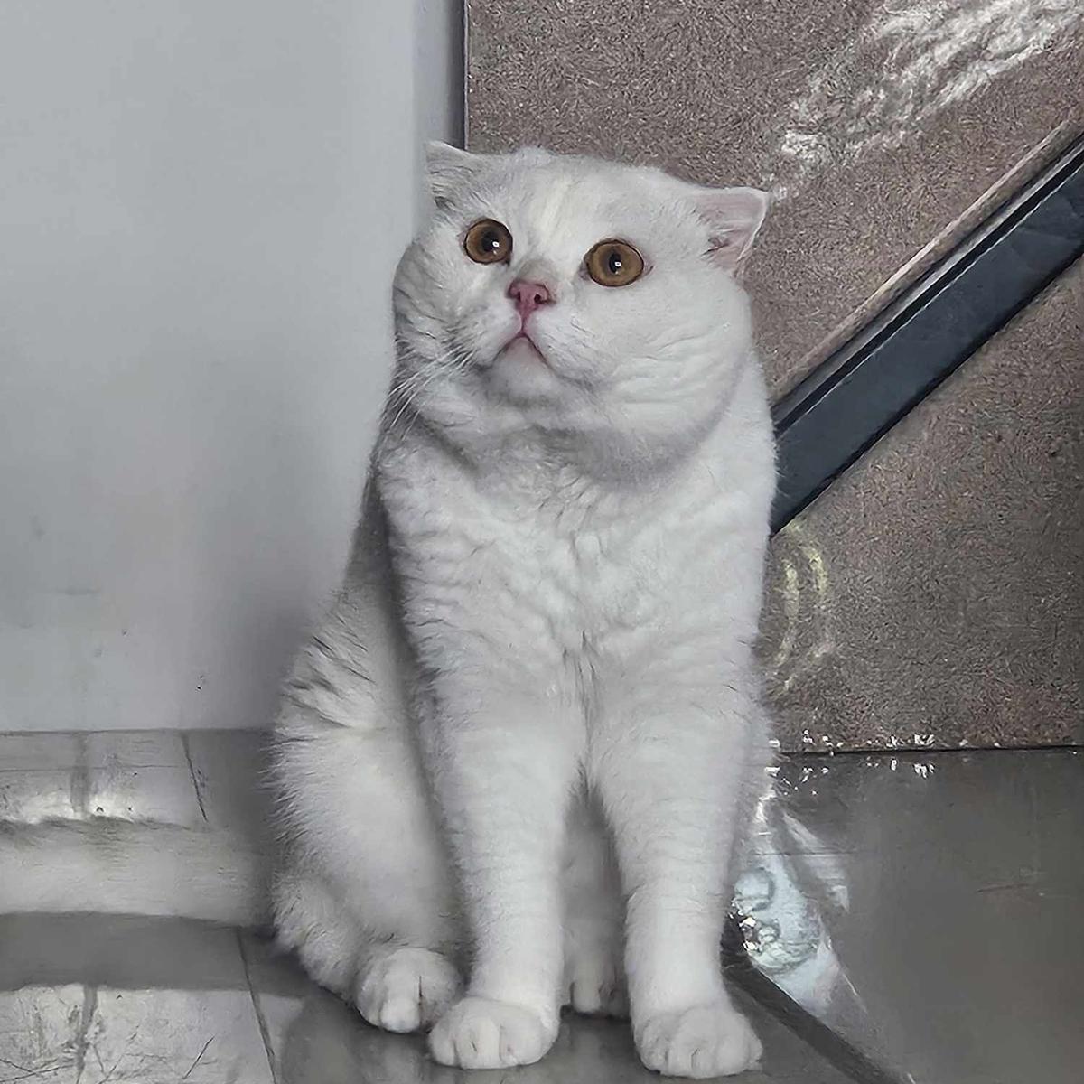 โพสต์ ของ JTOON|Lemon8