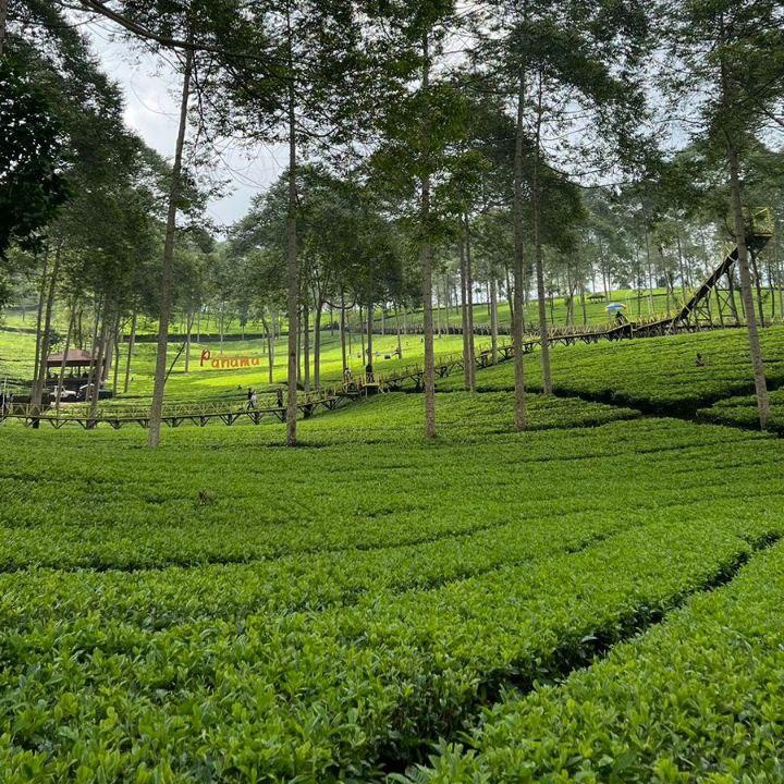 โพสต์ ของ luluk_fafa|Lemon8