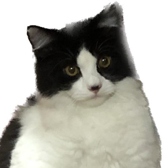 โพสต์ ของ Kitty :p|Lemon8