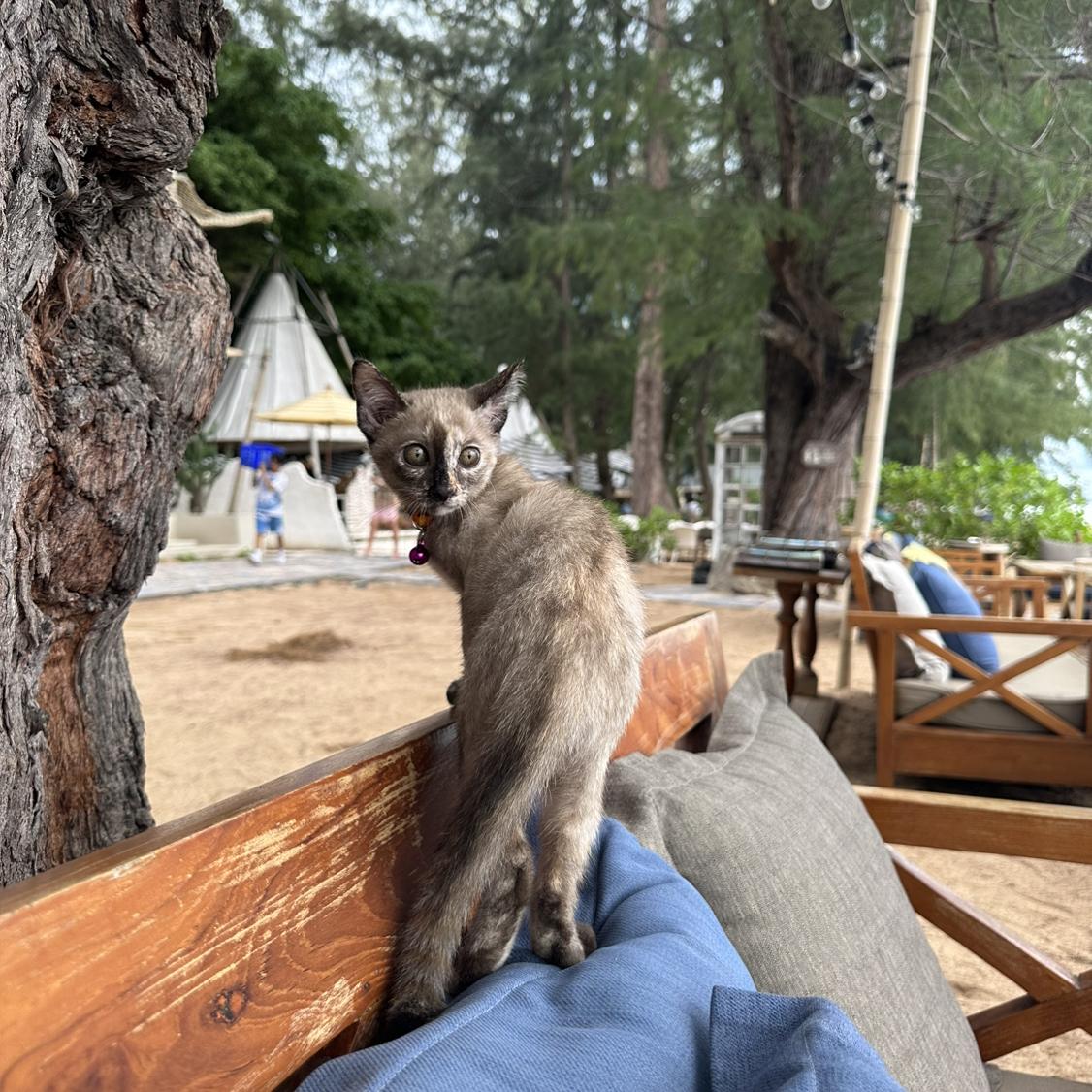 โพสต์ ของ Simba Cat|Lemon8