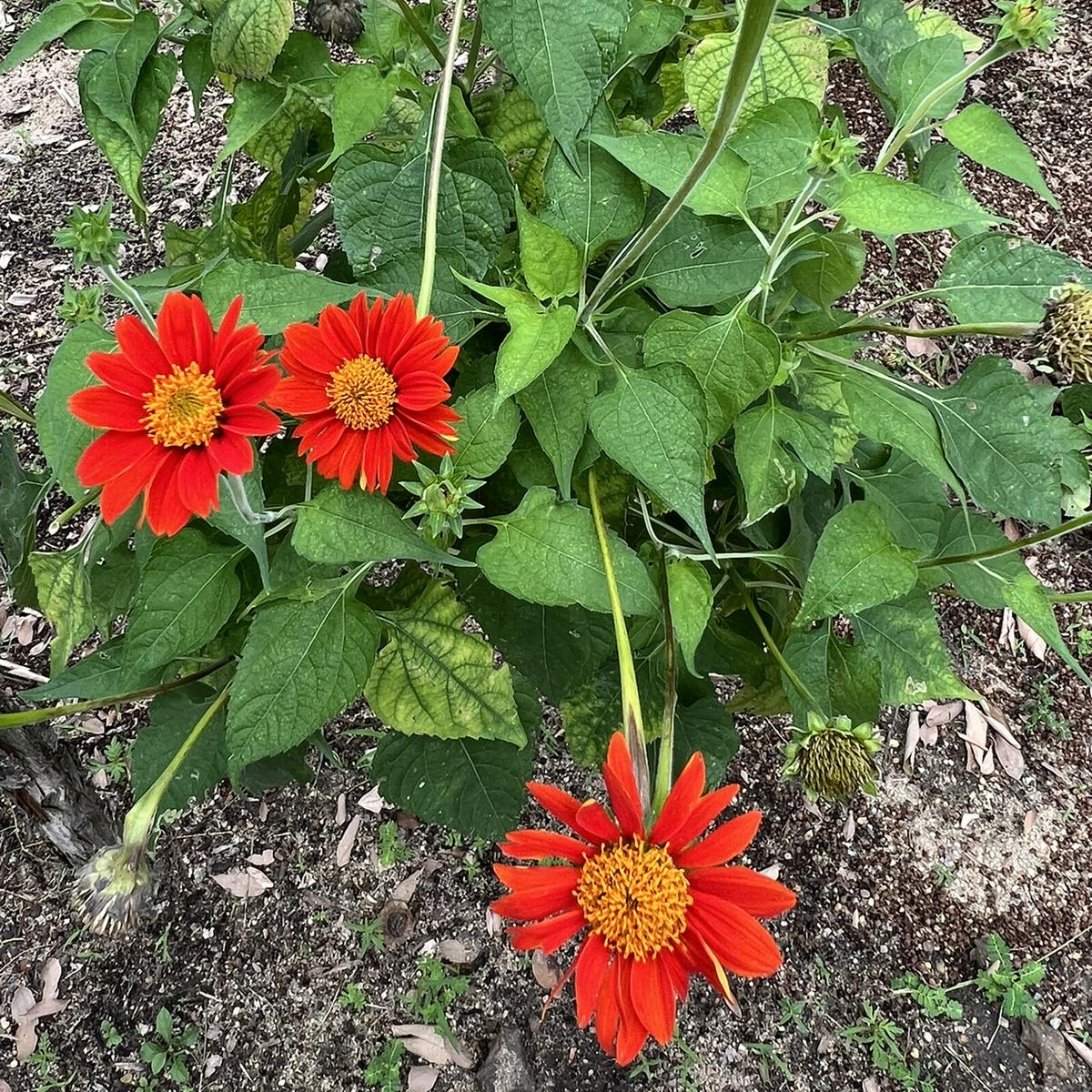 โพสต์ ของ Dolly|Lemon8