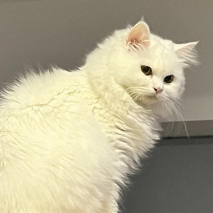 โพสต์ ของ Bababi|Lemon8