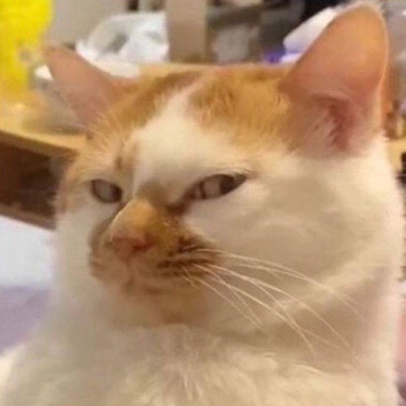 โพสต์ ของ CP|Lemon8