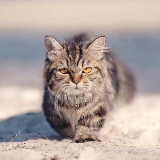 โพสต์ ของ Snickers Cat|Lemon8