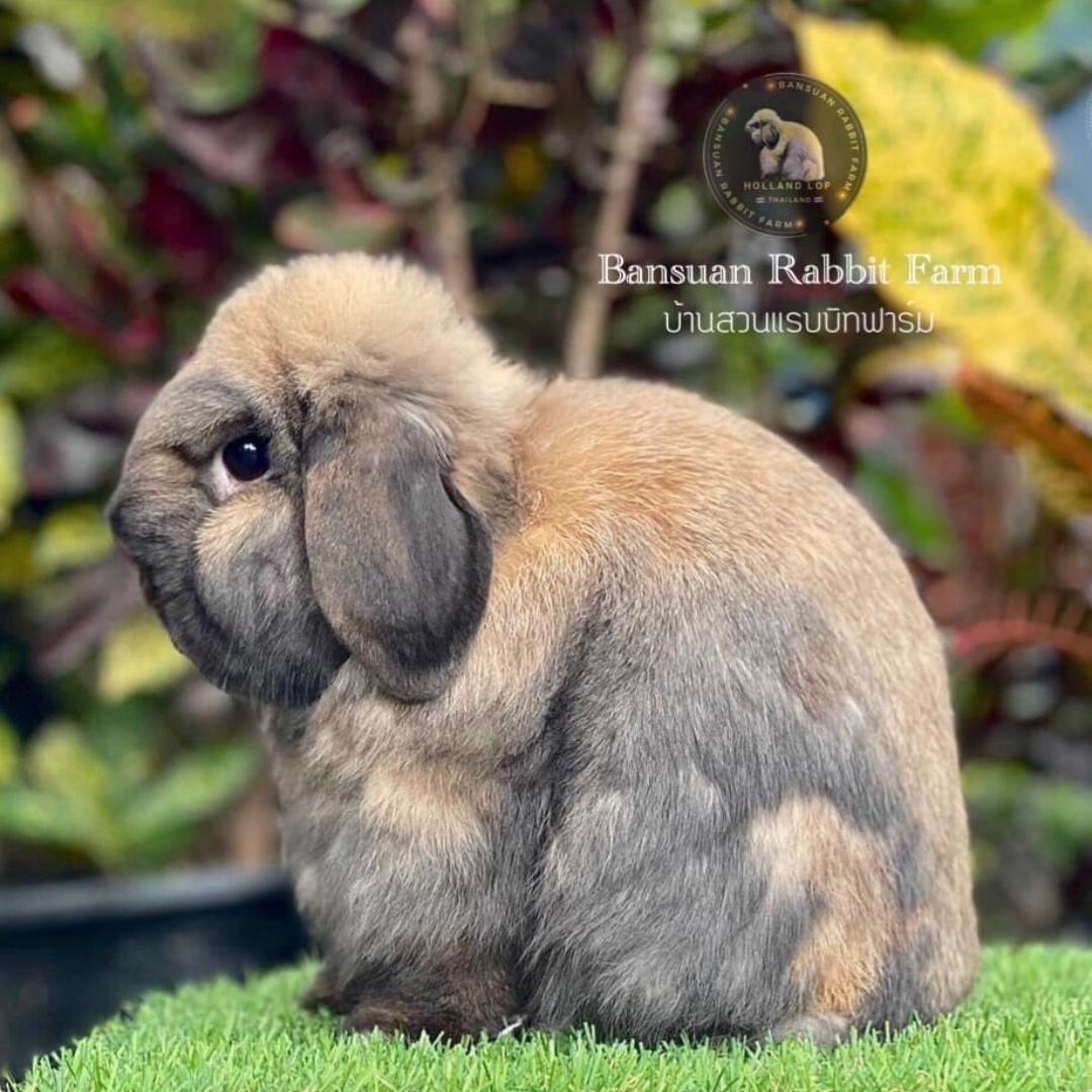 โพสต์ ของ Bansuan Rabbits|Lemon8