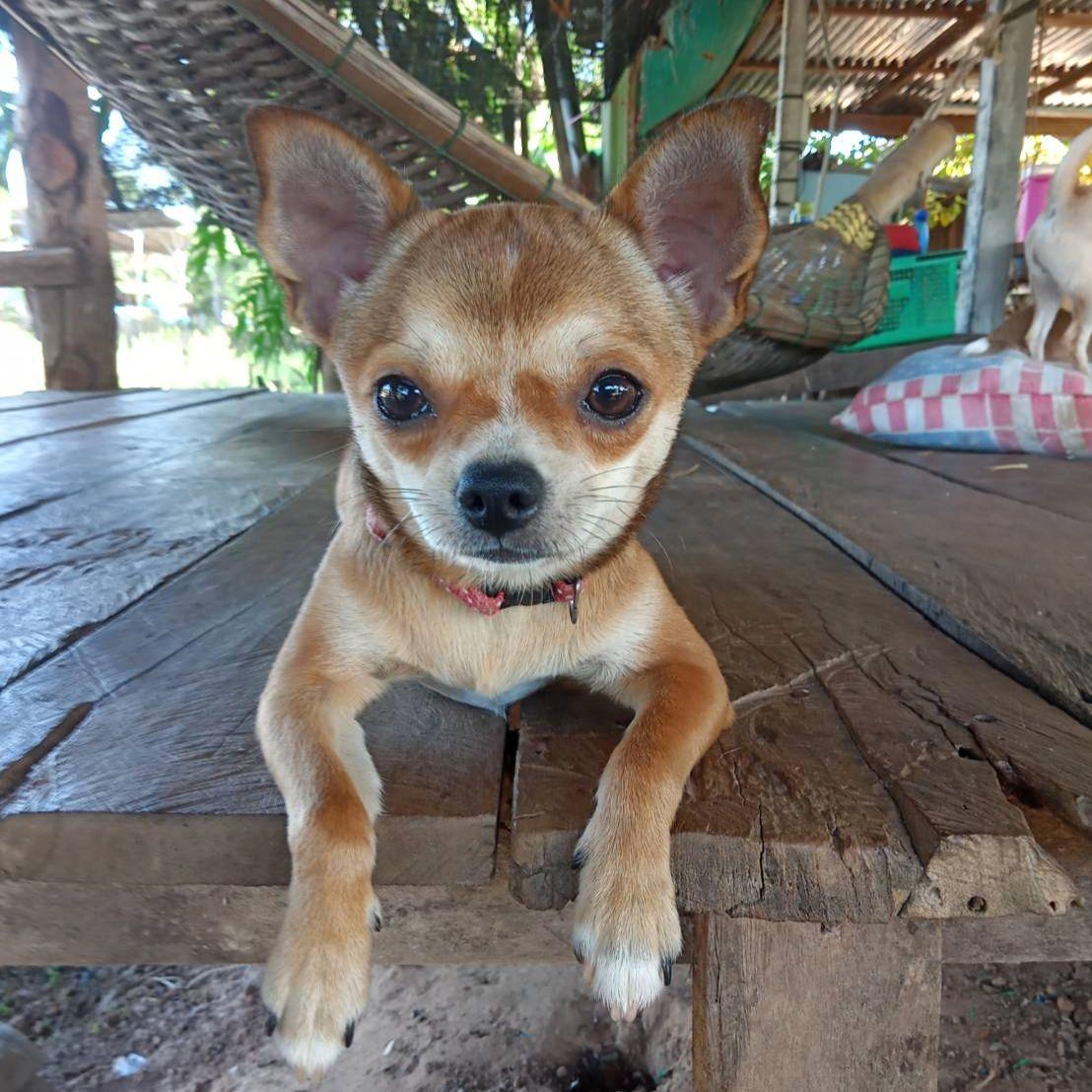 โพสต์ ของ tabtim Sarabua|Lemon8