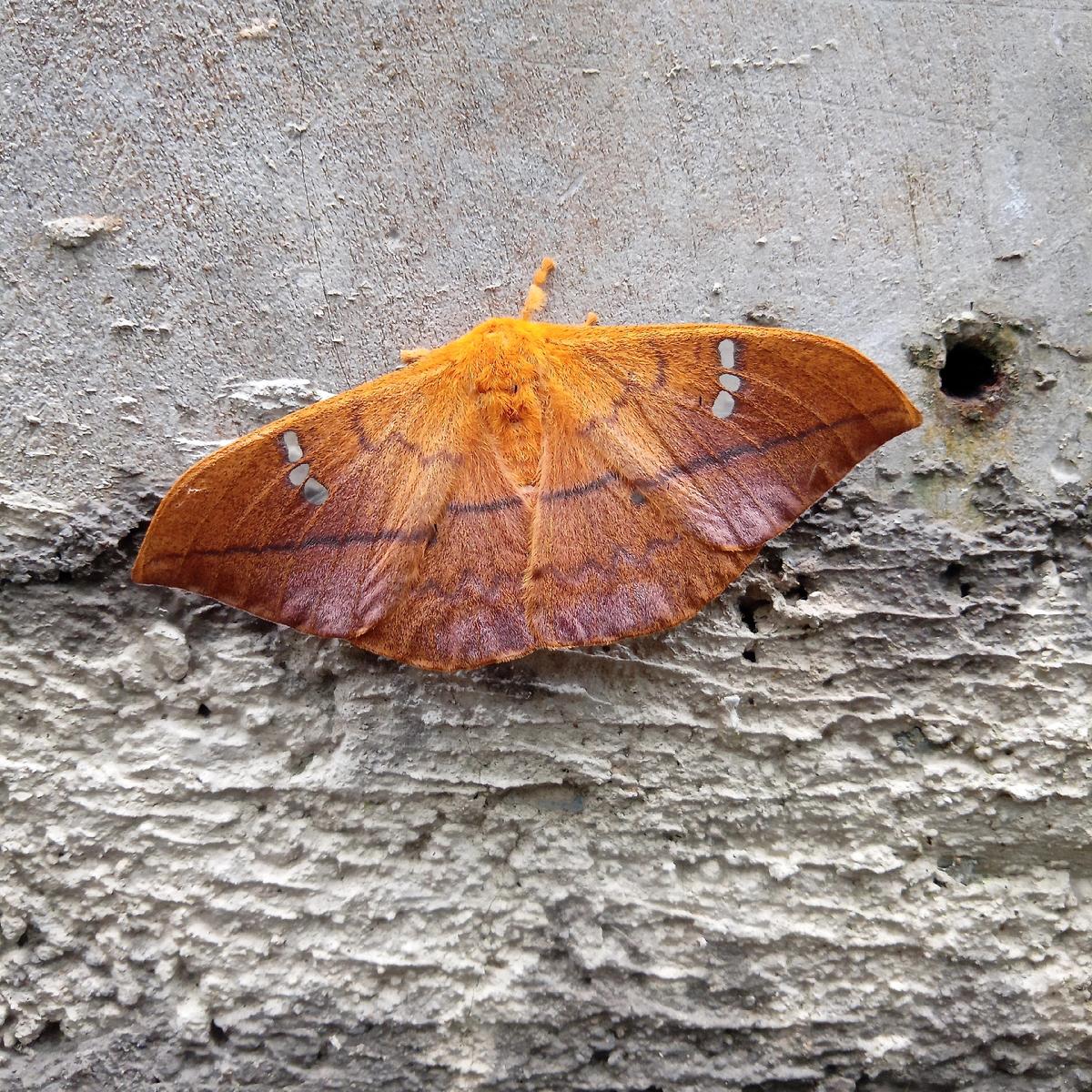 โพสต์ ของ Ummu Hanifah|Lemon8