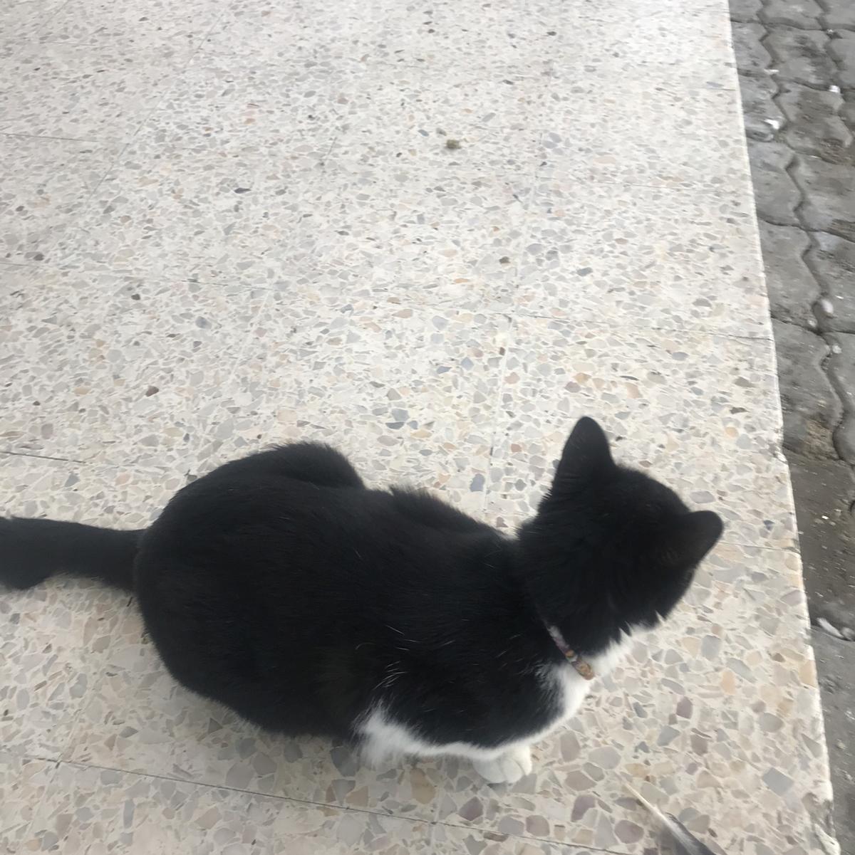 โพสต์ ของ Kitty cat|Lemon8