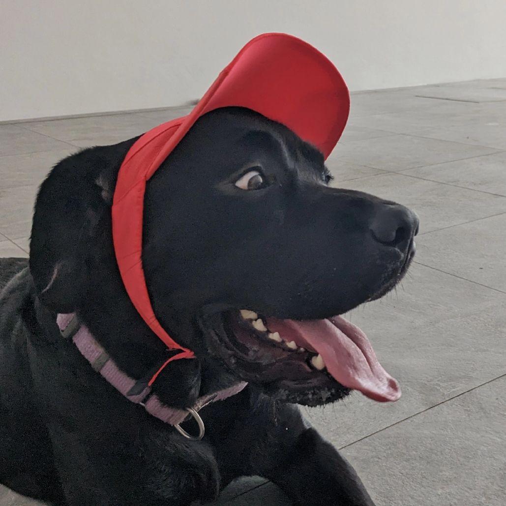 โพสต์ ของ Major the Dog|Lemon8