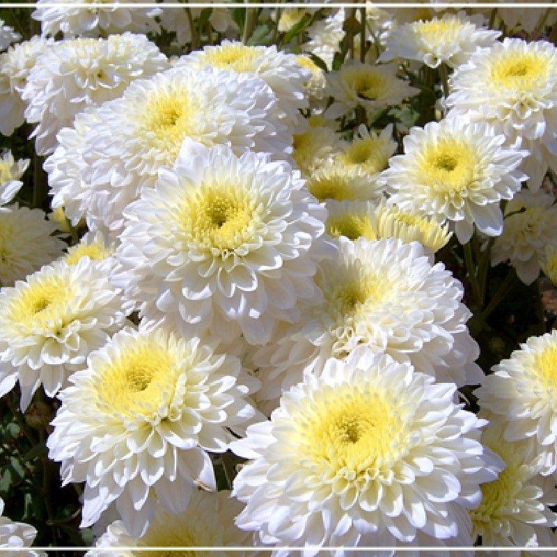 โพสต์ ของ Suphatcha'a|Lemon8