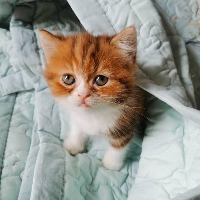 โพสต์ ของ Ben Tiger|Lemon8