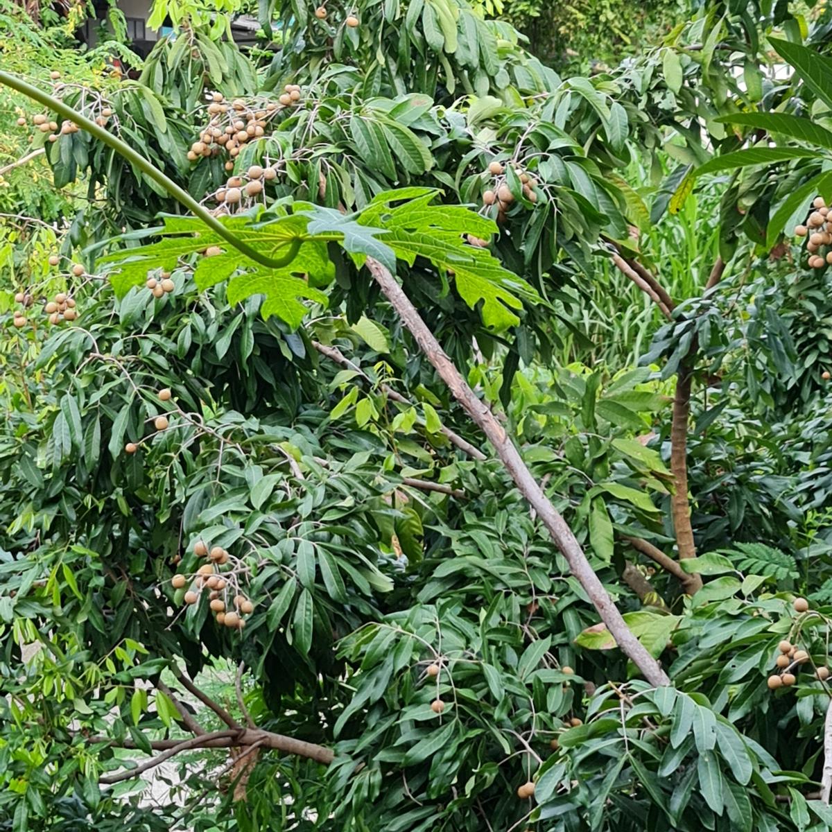 โพสต์ ของ Lemon tree|Lemon8