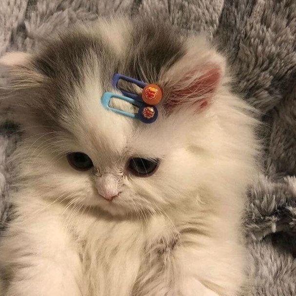 โพสต์ ของ little._.boo|Lemon8