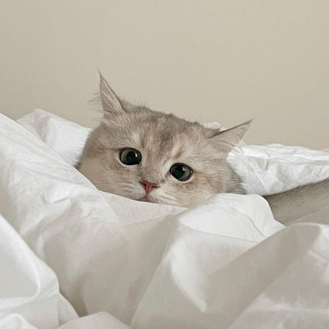 โพสต์ ของ Ng|Lemon8