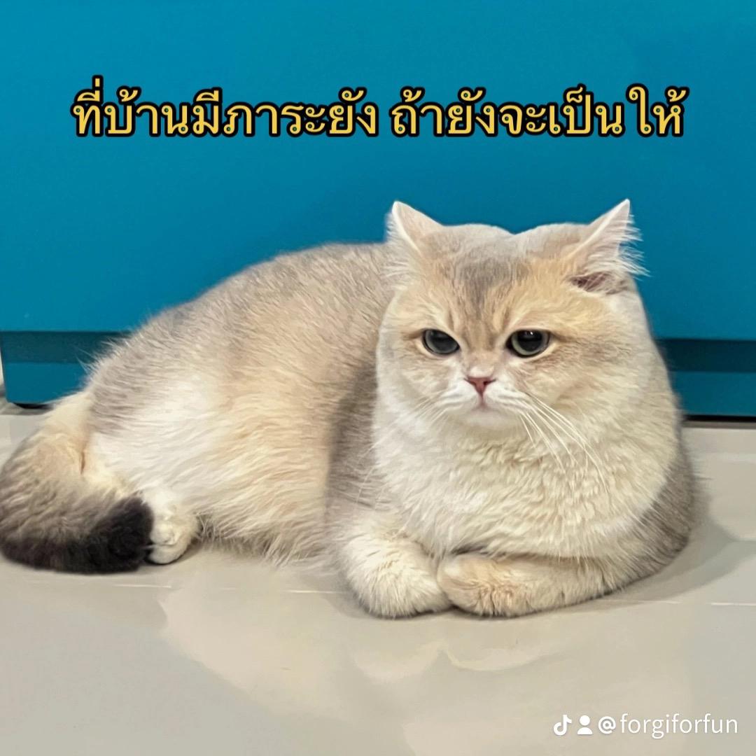 โพสต์ ของ FORGI FORFUN|Lemon8