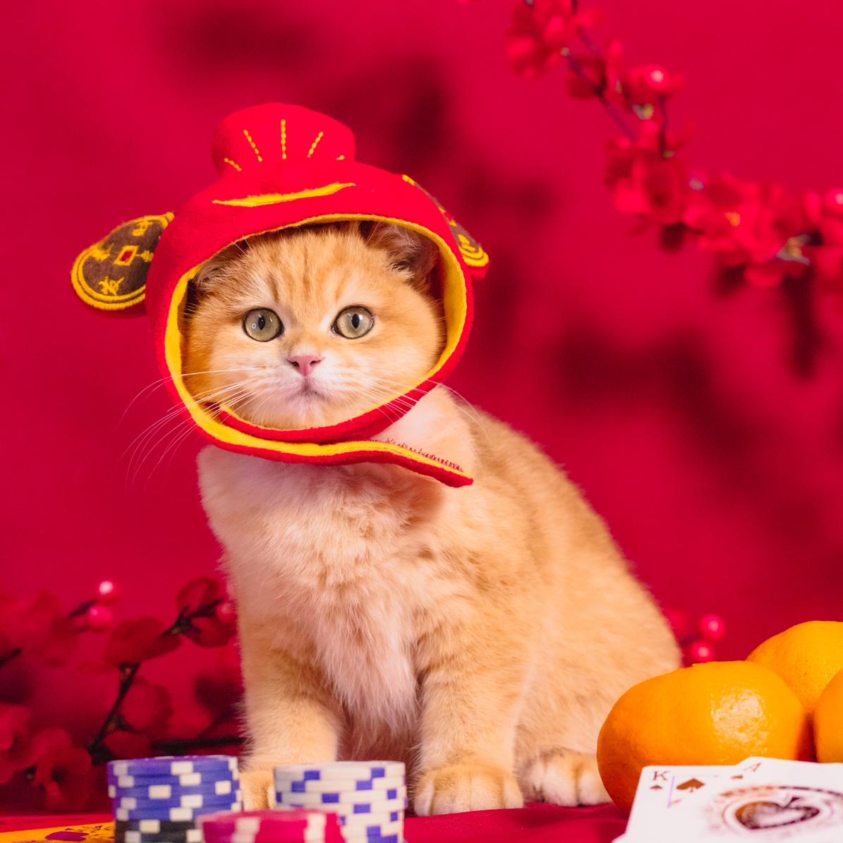 Siarkan Domoz cattery|Lemon8
