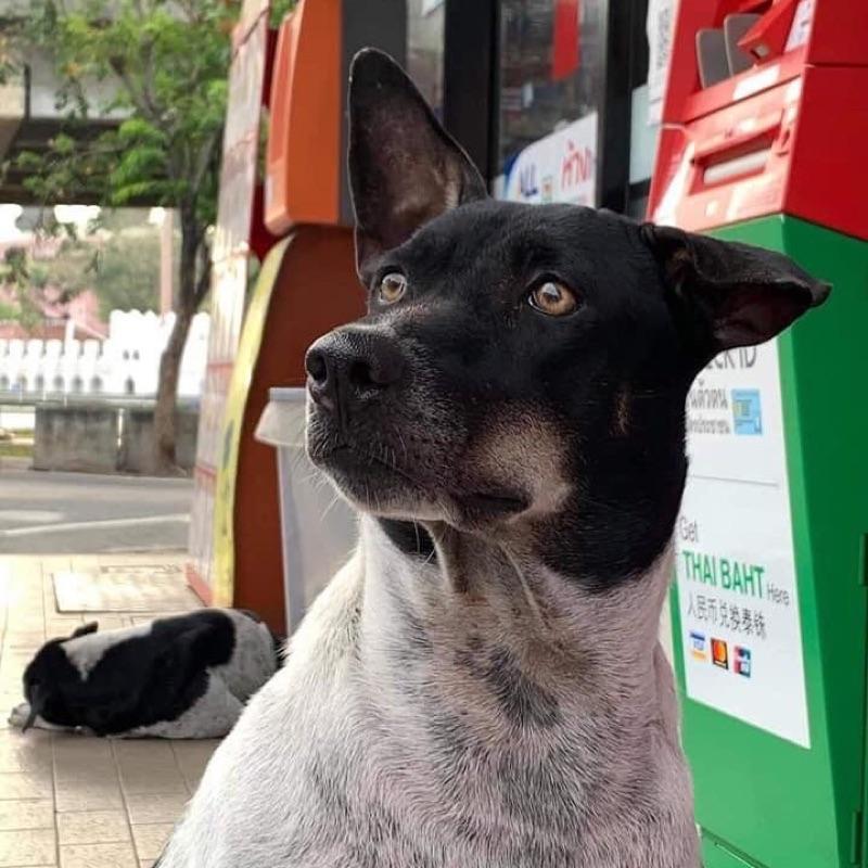 โพสต์ ของ Big_Boss|Lemon8