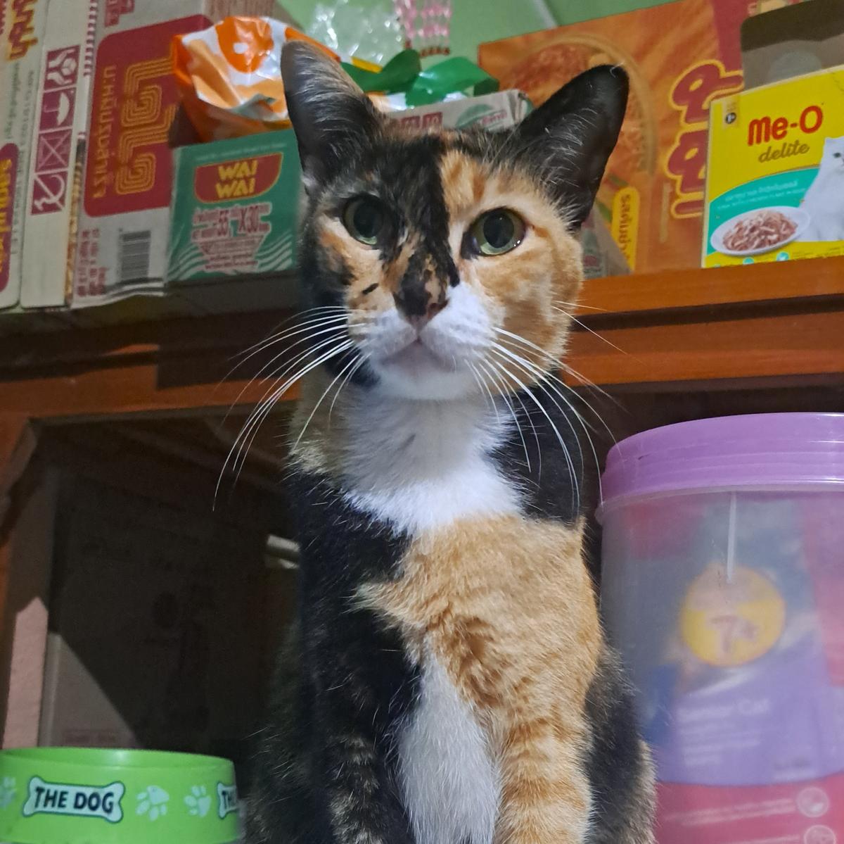 โพสต์ ของ su|Lemon8