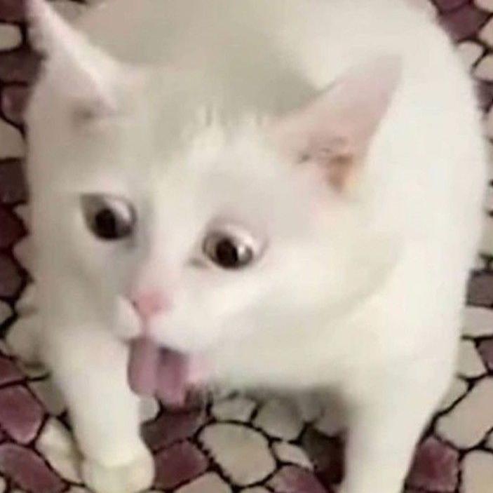 โพสต์ ของ moew|Lemon8