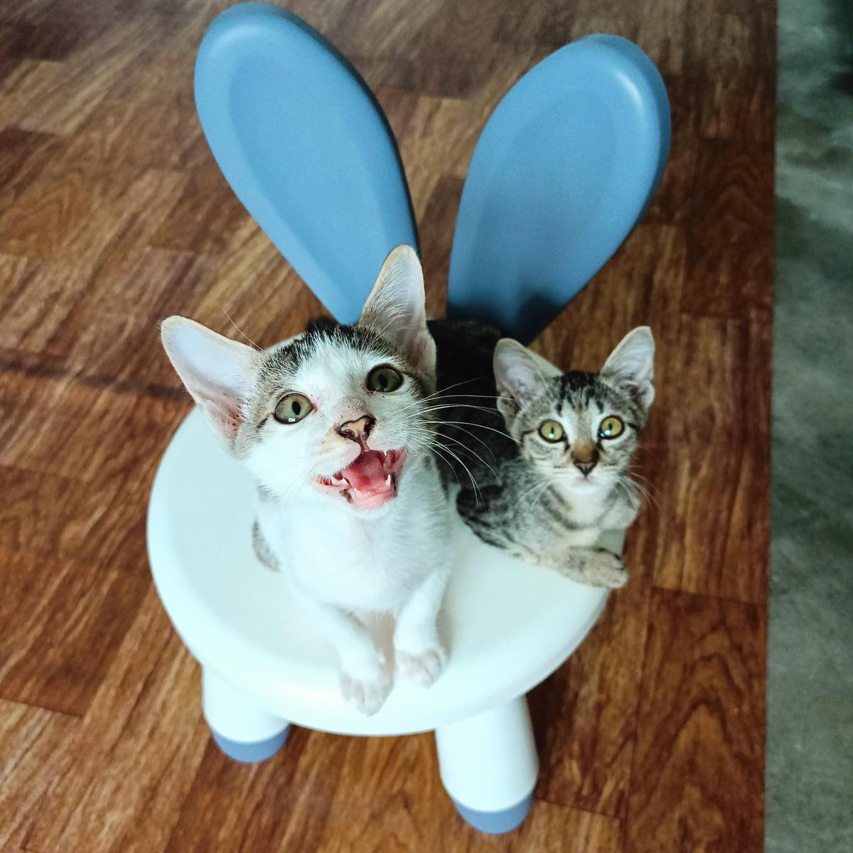 โพสต์ ของ Anne Quinn|Lemon8