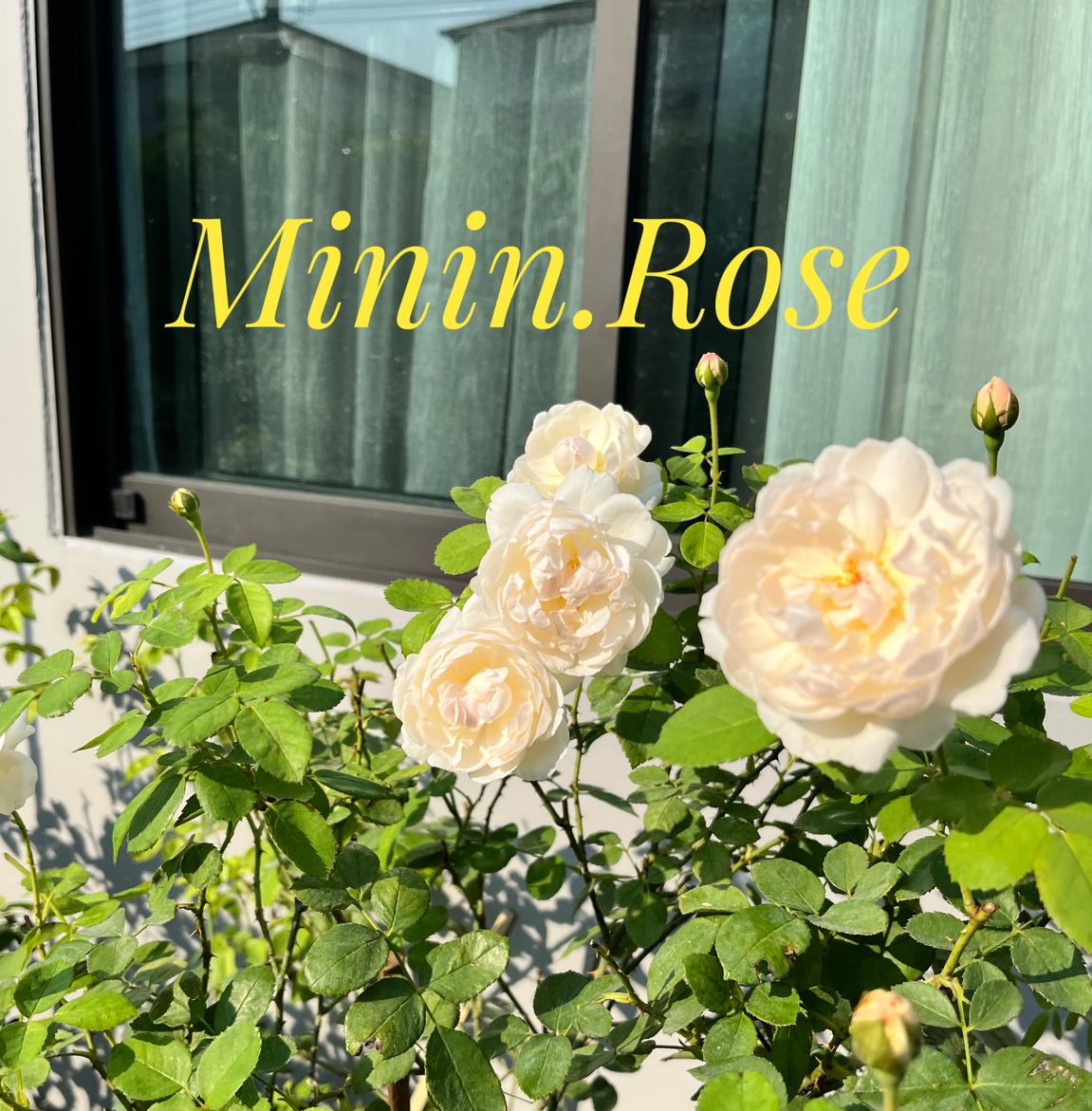 โพสต์ ของ Minin.rose|Lemon8
