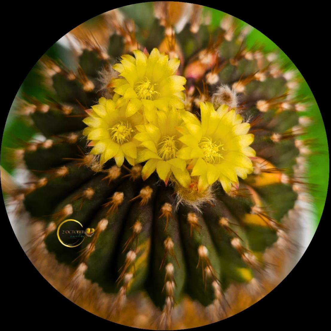 โพสต์ ของ 2October cactus|Lemon8