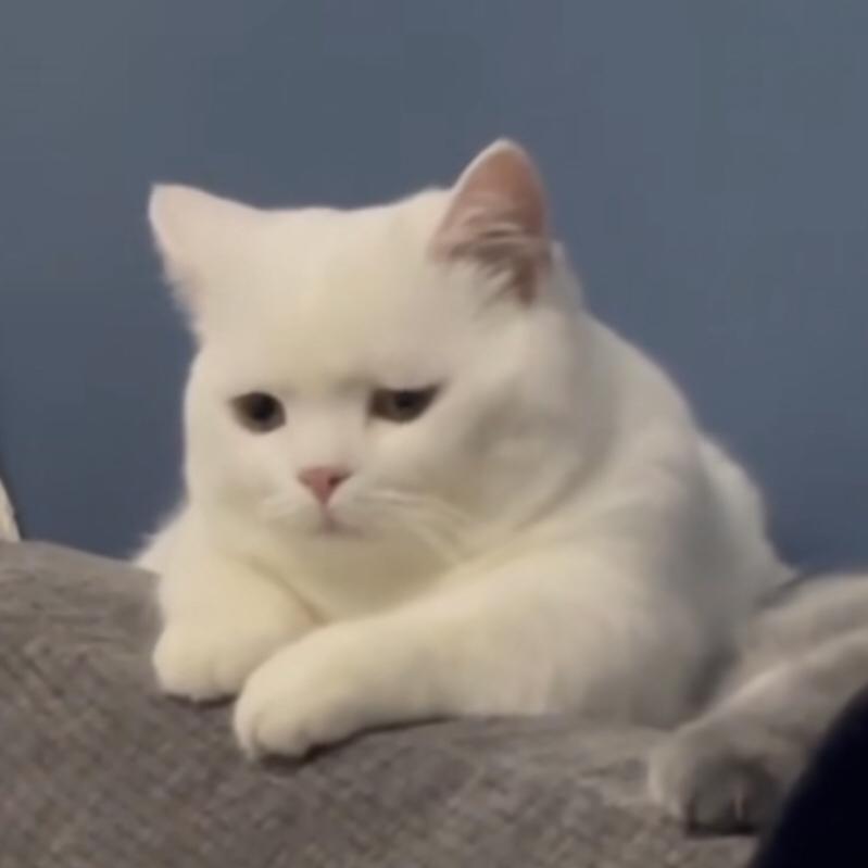 โพสต์ ของ Bellop |Lemon8