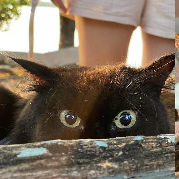 โพสต์ ของ Black Cat 🐾|Lemon8