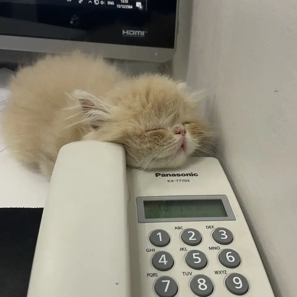 โพสต์ ของ Luga cat|Lemon8